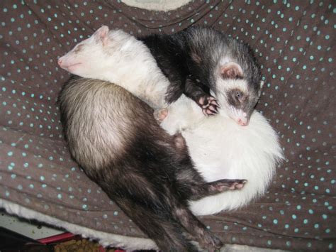 [100 ] Bilder Von Frettchen