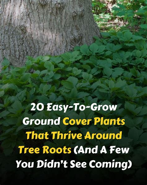 Gardening Lovers 20 Easy To Grow Ground Cover Plants That Thrive