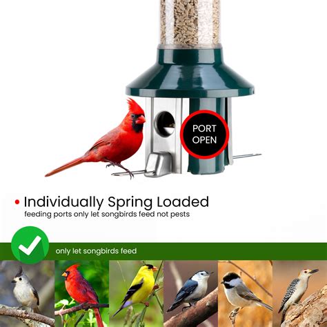 Roamwild Pestoff Squirrel Proof Bird Feeder 20