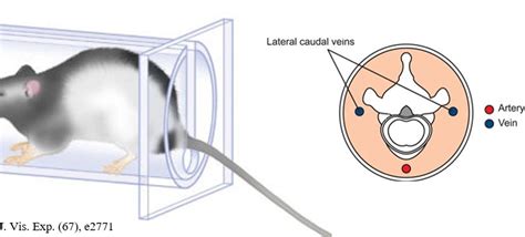 Intravenous Injection Mice