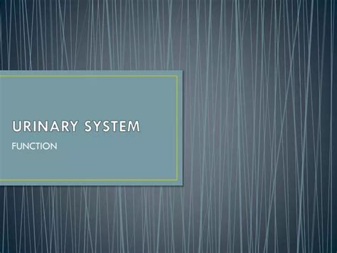 Ppt Urinary System Powerpoint Presentation Free Download Id3007389