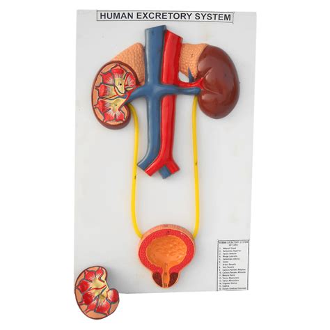 Human Excretory System Model Medilab
