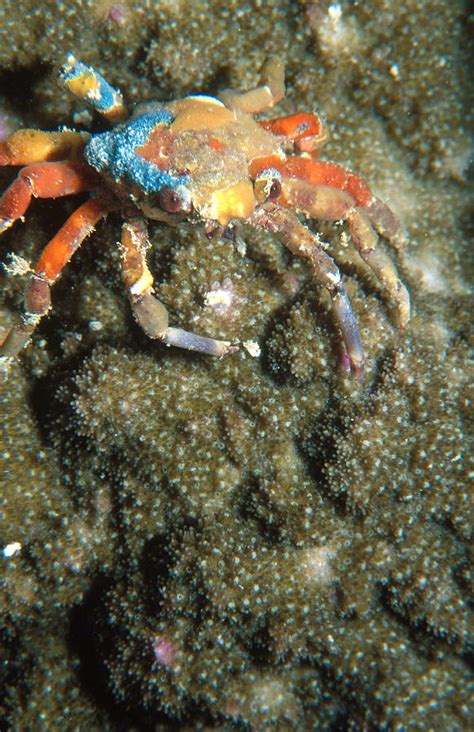 Decorator Crab Photograph By Newman And Flowers Pixels