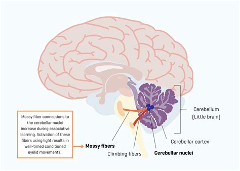 Our Cerebellar Nuclei Turn Out To Be More Important Than Initially Thought Amazing Erasmus Mc