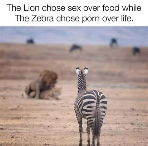 6020 Best Zebra Images On Pholder Nature Is Fucking Lit Natureismetal And Damnthatsinteresting