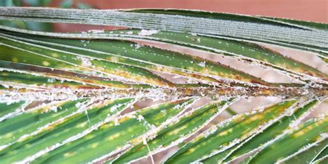 How To Control Scale Insects Tropical Plant Technician