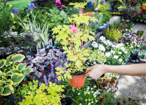 Rendez vous horticole ce week end au Jardin botanique EST MÉDIA