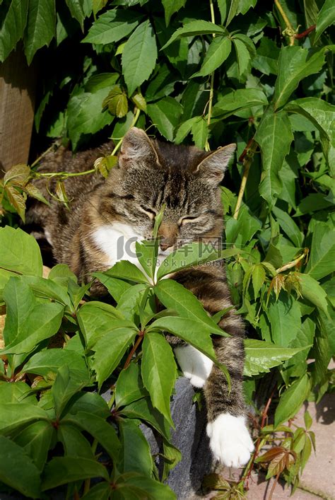 晒太阳的猫。高清摄影大图 千库网