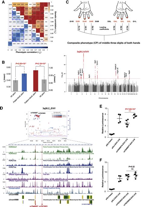 Limb Development Genes Underlie Variation In Human Fingerprint Patterns Cell