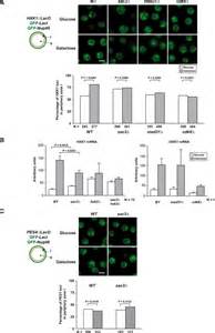 Gene Npc Targeting And Expression Of Hxk1 Related To Figure 6