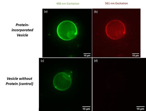 Video Construction Of Model Lipid Membranes Incorporating G Protein Coupled Receptors Gpcrs