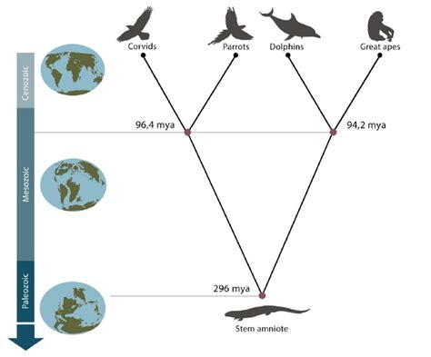 Evolutionary Tree Describing The Phylogenetic Distance Between Corvids