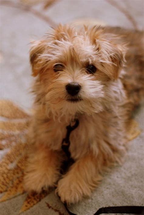 Light Brown Teacup Dog At Harry Nathan Blog