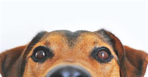 Il Cane Ha Le Zampe Gonfie Che Significa
