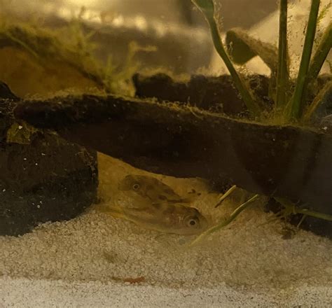Caught My Pea Puffers Sleeping Rpeapuffers