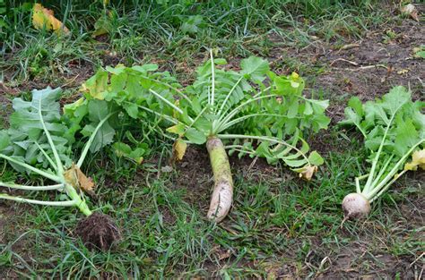 Brassica Deer Food Plots