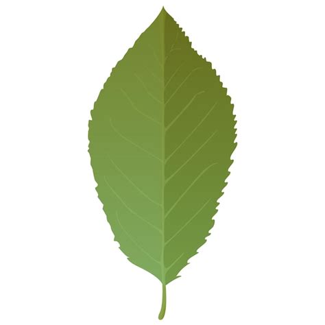 Premium Vector Cherry Leaf In Realistic Style Autumn Leaf Colorful Illustration Isolated On