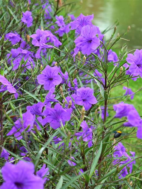 2 Mexican Petunia Plants Ruellia Brittoniana Urban Perennials