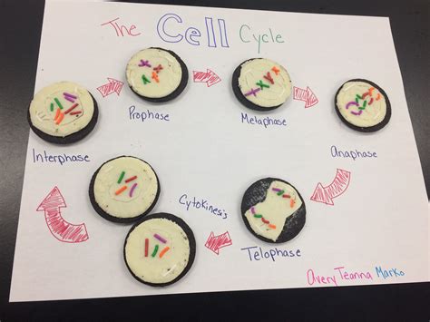 Biology Corner Mitosis Project At Frances Amaral Blog