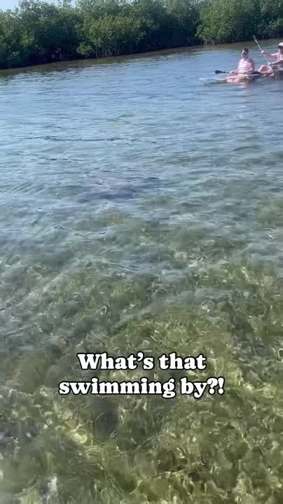 Get Up And Go Kayaking On Linkedin Stingrays In The Florida Keys Are
