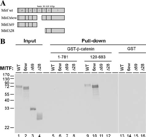 Mapping The ␤ Catenin Interaction Domain In Mitf A A Schematic