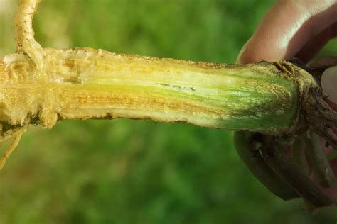 Fusarium Wilt Identify Control And Disease Prevention Tips