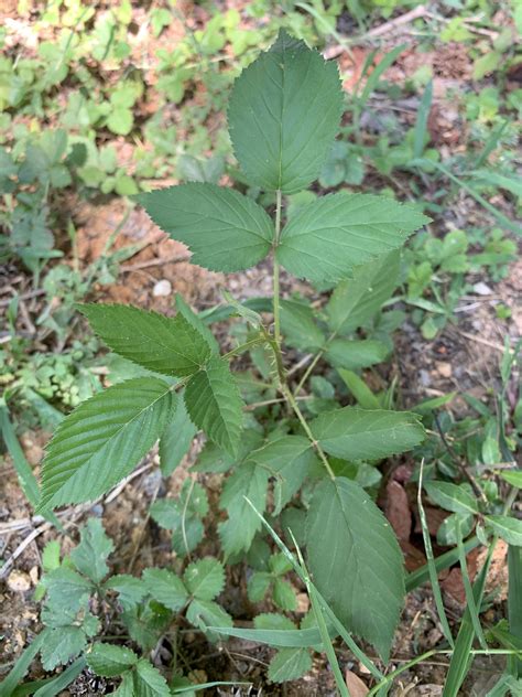 Raspberry Blackberry Has Thorns R Whatsthisplant
