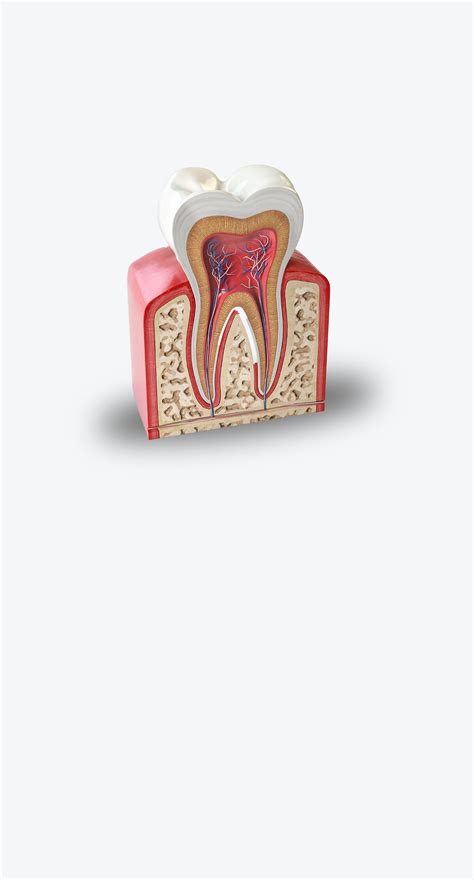Teethos Dental Clinic Root Canal Effective Treatment For Tooth Pain