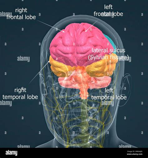 El Cerebro Se Divide En Secciones Funcionales Principales Llamadas