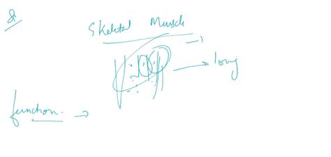 ⏩solved Why Is The Multinucleate Condition Important In Skeletal