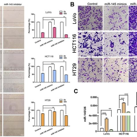 Mir 145 Regulated Crc Cell Invasion And Migration A Wound Healing