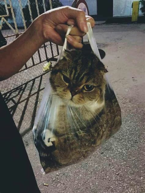 Gambar Hantu Kucing