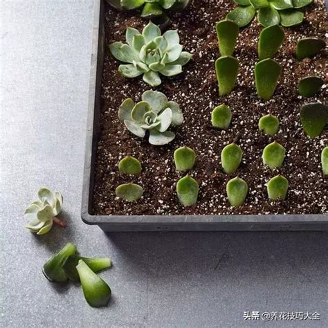 這些葉子肥厚的多肉植物可以直接扦插繁殖，葉片鋪土面上就行了 每日頭條
