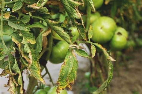 Basal Stem Rot What It Is And How To Deal With It
