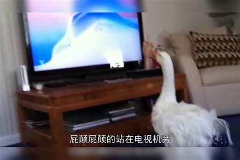 大白鹅看动画片津津有味，下一秒请憋住别笑动画片白鹅