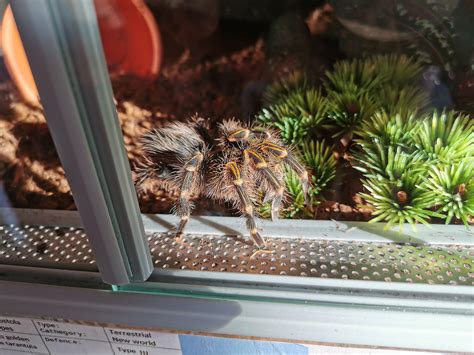 Sunbathing 😍🌞 Rtarantulas