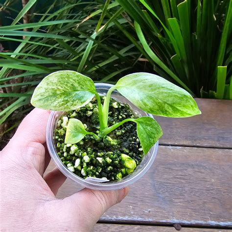 Rare Monstera Laniata Mint Variegated Plant C My Plantasy