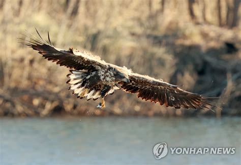 늠름한 강릉 남대천의 흰꼬리수리 연합뉴스