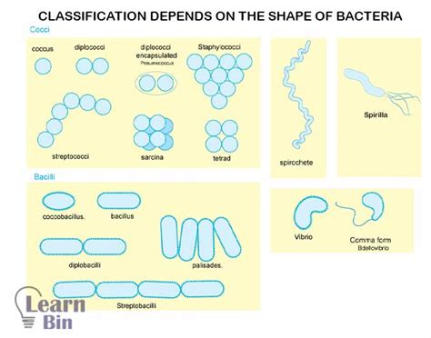 Bacteria Kingdom Bacteria Kingdom Characteristics And Classification