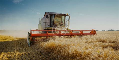 Biofortified Wheat To Help Cut Zinc Deficiency Nutritious AgriFuture