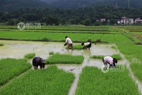 江西莲花抢抓农时插秧忙 视觉江西 大江网首页