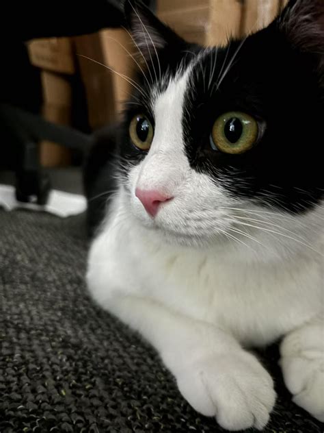 猫为什么爱舔你是喜欢你吗？ 知乎