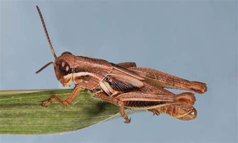 Grasshoppers Continue To Be An Issue During