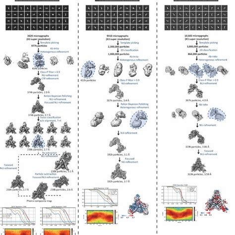 Fig S2 Cryo Em Data Collection Processing And Analysis Scheme