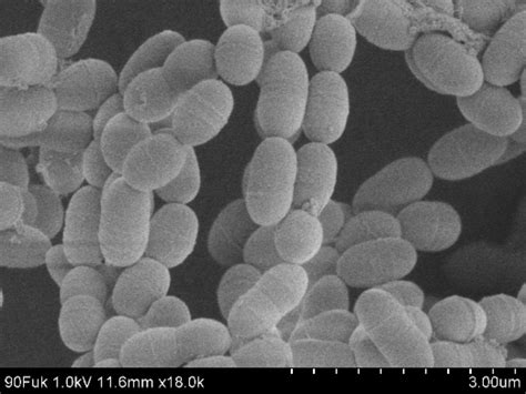 Lactococcus Lactis Hatake Global