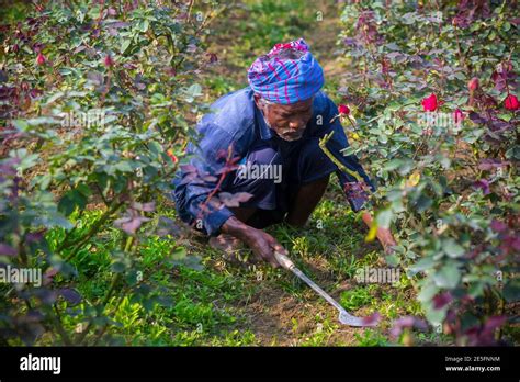 Bangladesh February 06 2020 A Farmer Is Busy Clearing Weeds At The