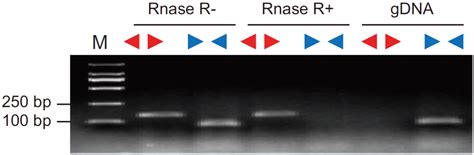 以rnase R鉴定或富集circrna Circrna论坛