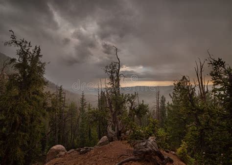 Bristlecone Pine Trees On Cedar Mountain In Southern Utah Under A