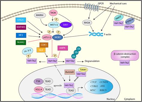 The Function Of Yaptaz In Cancer Progression And Metastasis Yaptaz