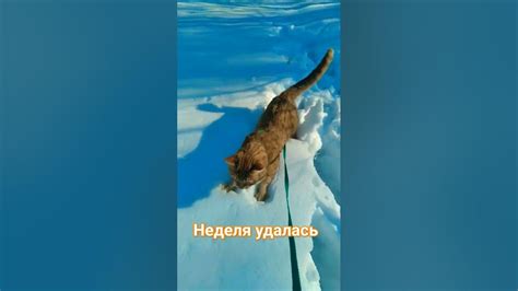 ХОРОШАЯ НЕДЕЛЯ БЫЛА Youtube